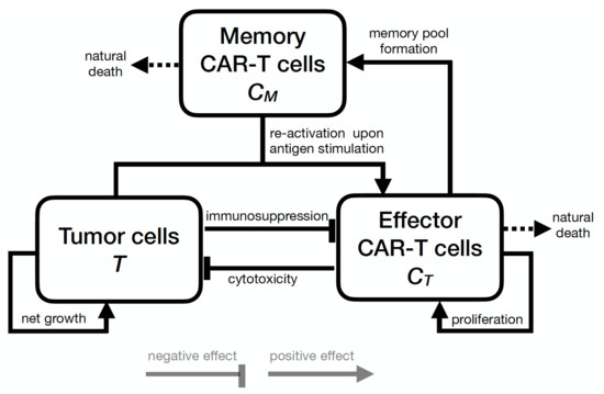 CARTmath—A Mathematical Model of CAR-T Immunotherapy in Preclinical ...