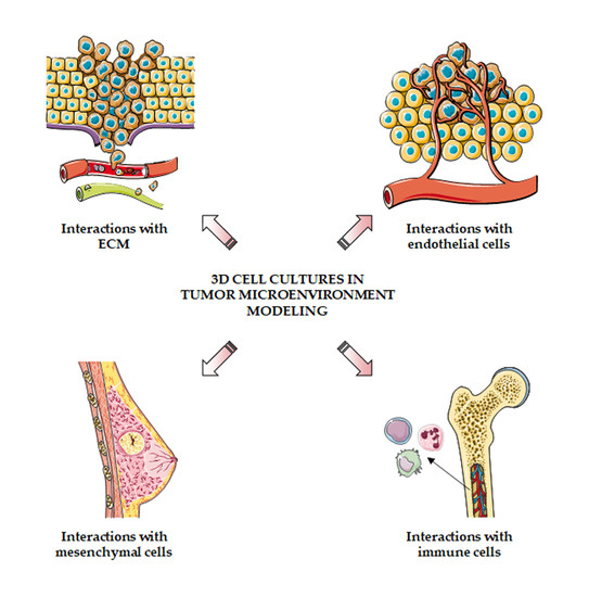 Cancers | Free Full-Text | In Vitro 3D Cultures to Model the Tumor Microenvironment