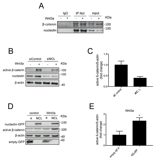 Nucleolin Targeting by N6L Inhibits Wnt/β-Catenin Pathway Activation in ...