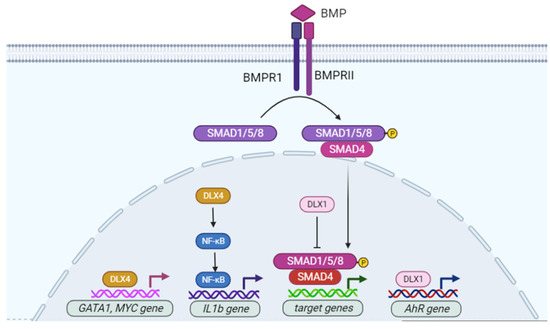 DLX Genes: Roles in Development and Cancer