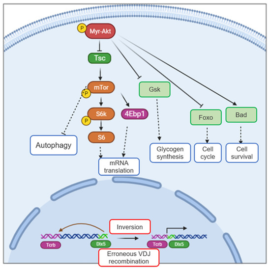 DLX Genes: Roles in Development and Cancer