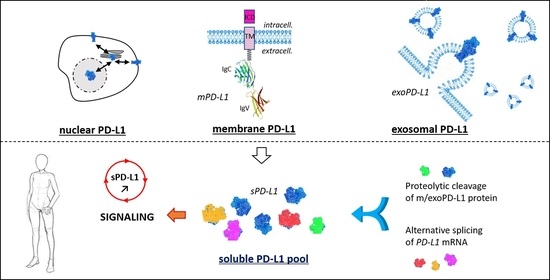 Cancers | Free Full-Text | Soluble Programmed Death Ligand-1 (sPD-L1): A Pool of Circulating ...