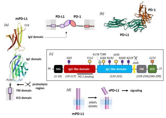 Cancers | Free Full-Text | Soluble Programmed Death Ligand-1 (sPD-L1): A Pool of Circulating ...