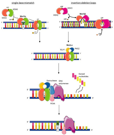 Cancers | Free Full-Text | Microsatellite Instability in Colorectal ...