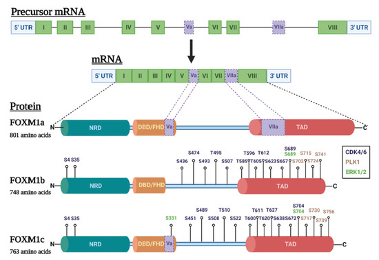 Cancers | Free Full-Text | FOXM1: A Multifunctional Oncoprotein and ...