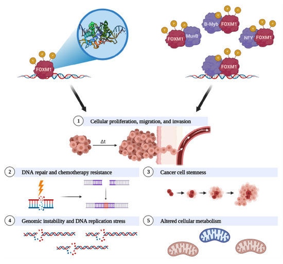FOXM1: A Multifunctional Oncoprotein and Emerging Therapeutic Target in ...