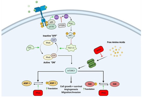 Review of PP2A Tumor Biology and Antitumor Effects of PP2A Inhibitor ...