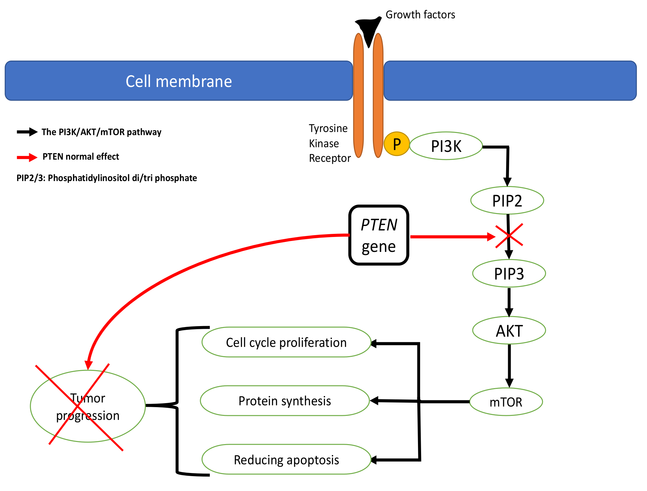 PTEN Hamartoma Tumor Syndrome/Cowden Syndrome: Genomics, Oncogenesis ...