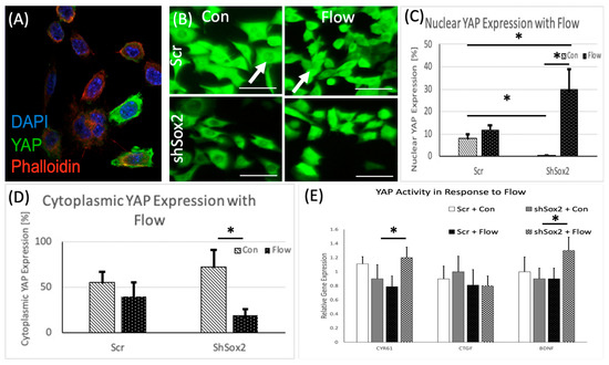 The Effect of Fluid Flow Shear Stress and Substrate Stiffness on Yes ...
