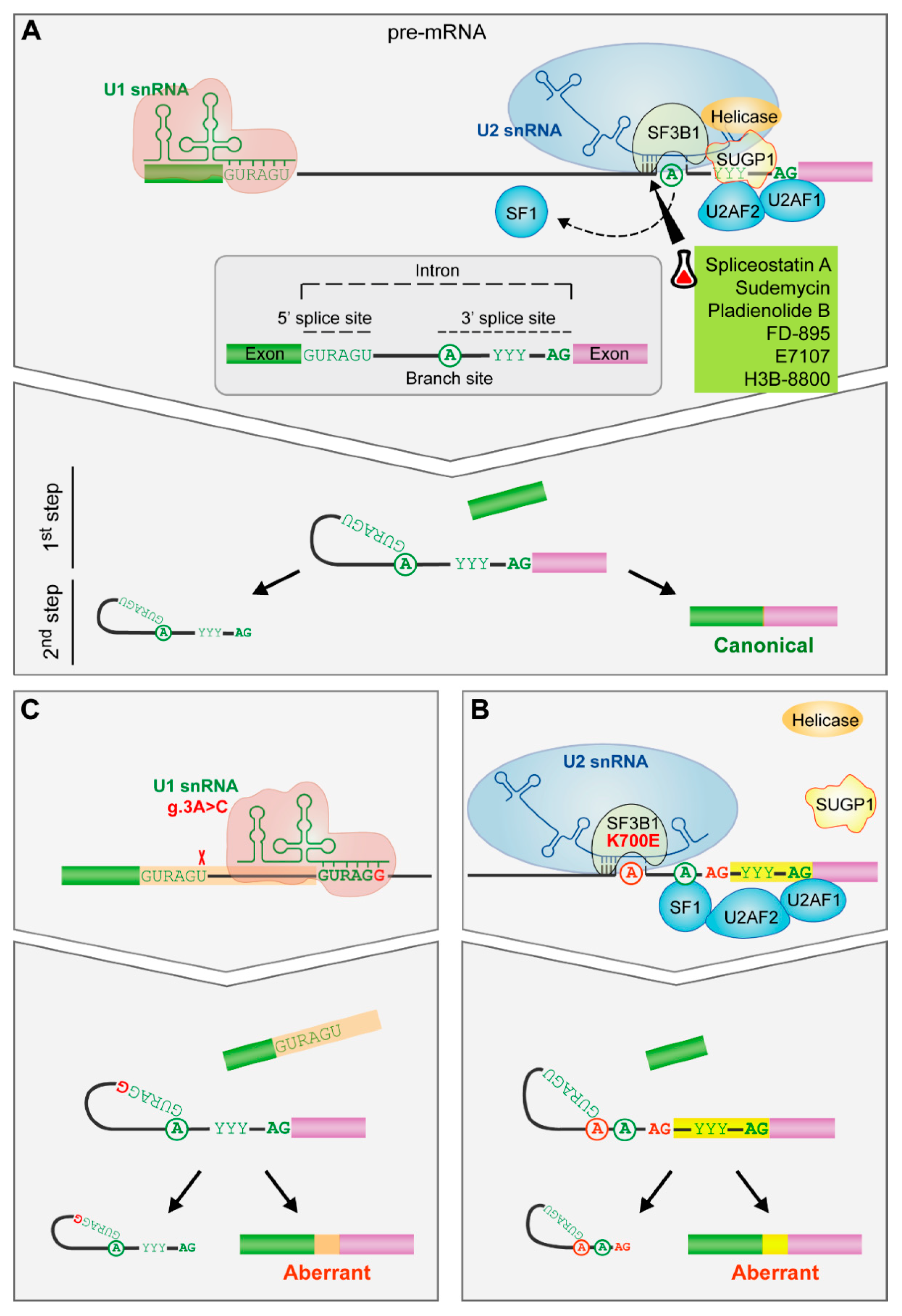 Challenges with Approved Targeted Therapies against Recurrent Mutations ...