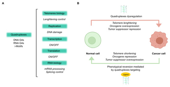 Quadruplex Ligands in Cancer Therapy