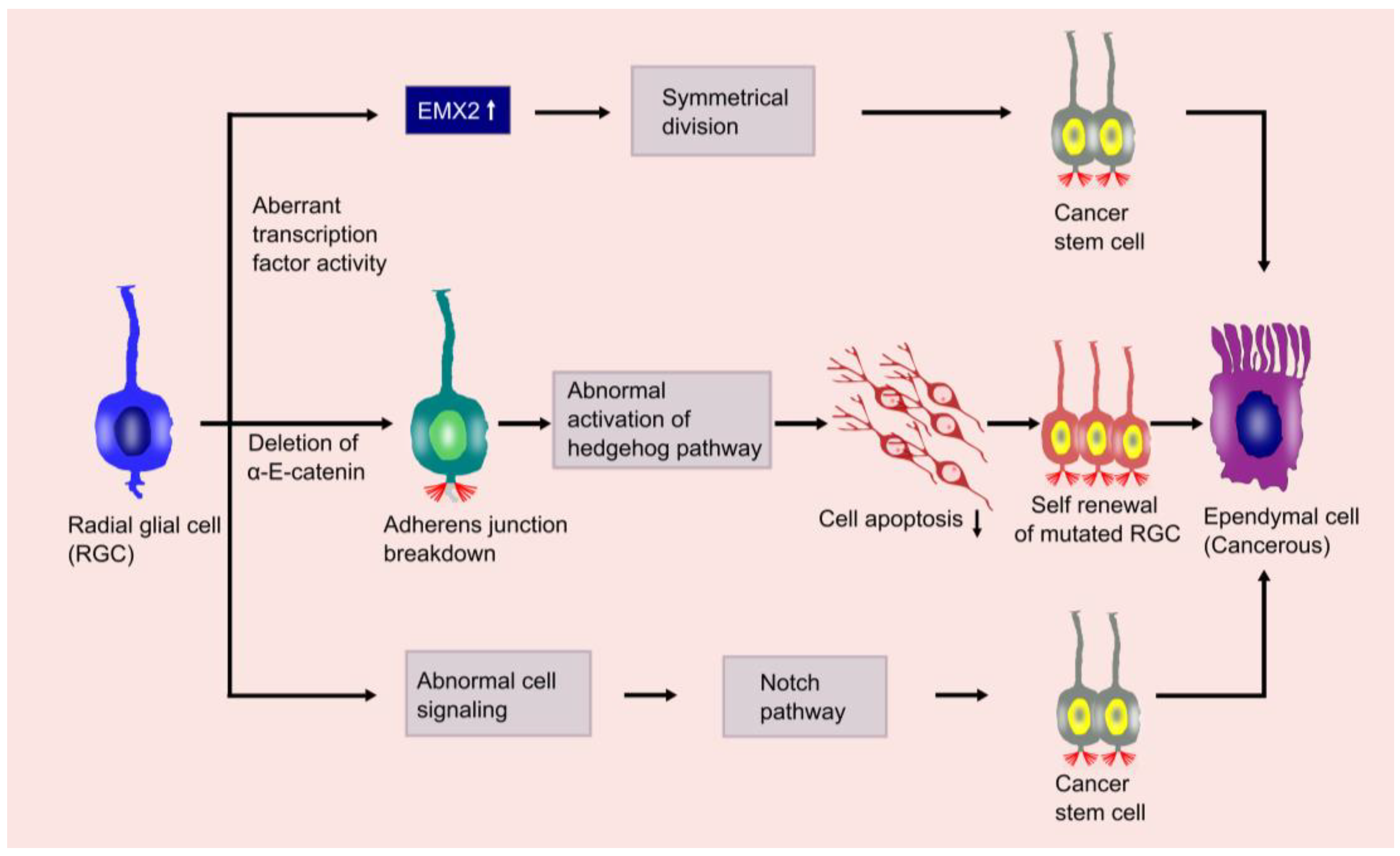 An Insight into Pathophysiological Features and Therapeutic Advances on ...