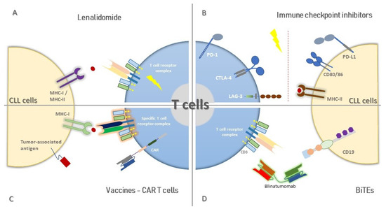 T Cell Defects and Immunotherapy in Chronic Lymphocytic Leukemia