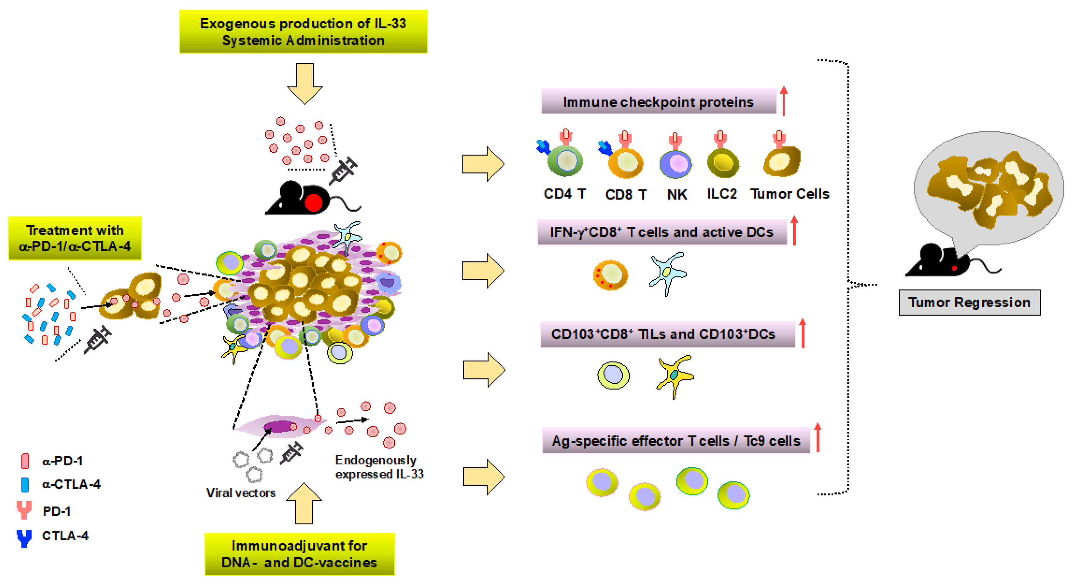 Cancers | Free Full-Text | The Janus Face of IL-33 Signaling in Tumor ...