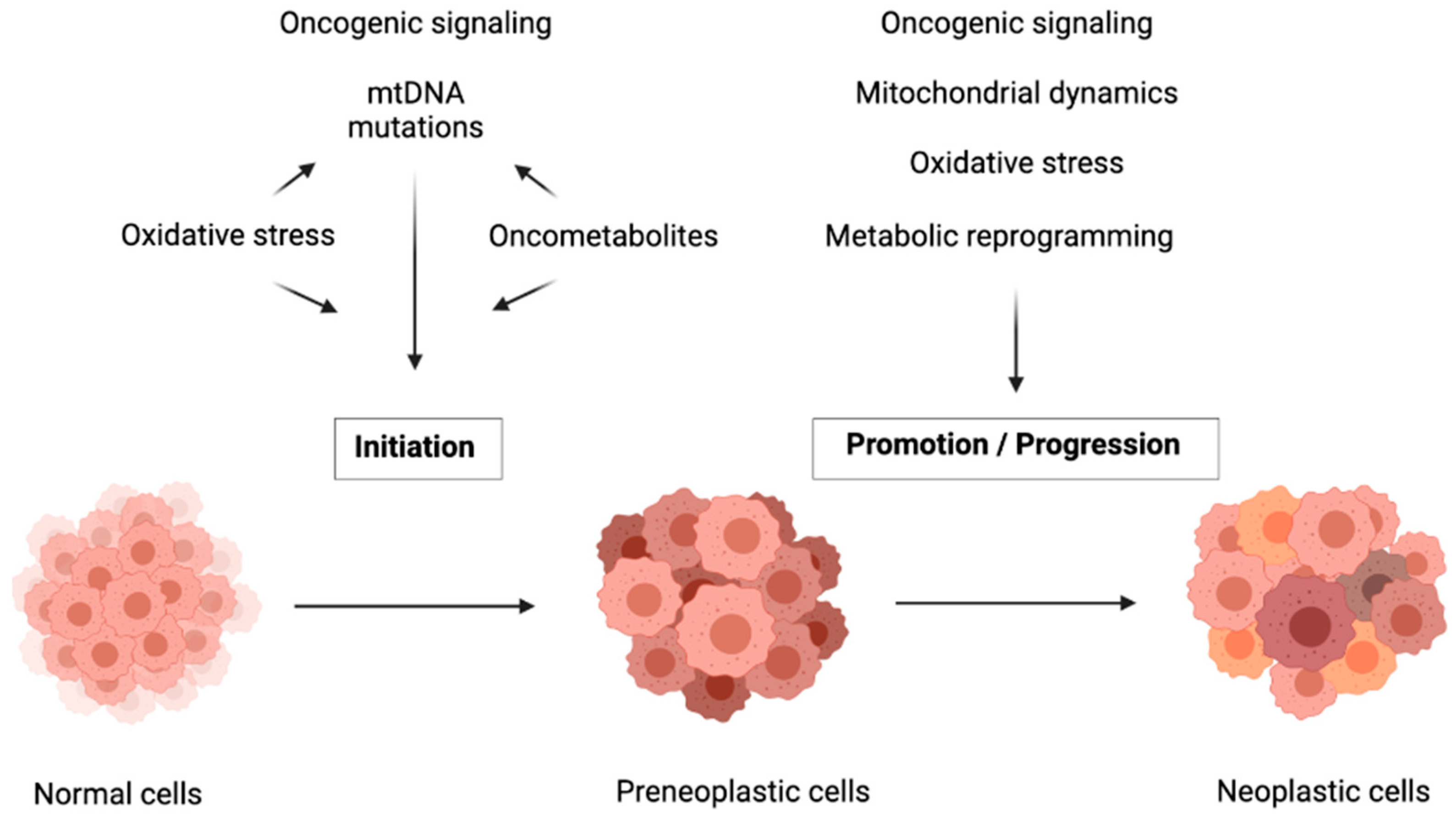 Main Steps Of The Multistep Theory Of Cancer Development Initiation