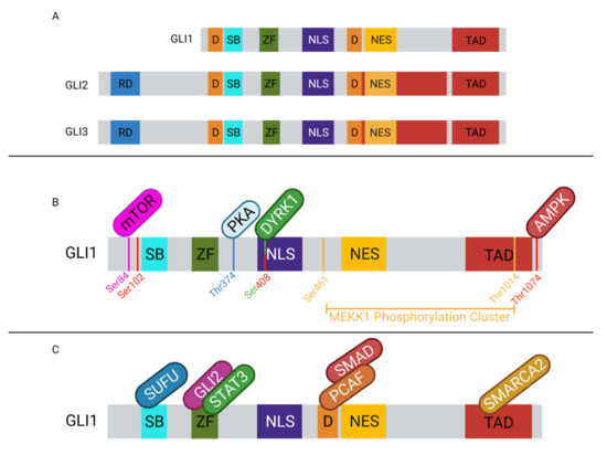 Hedgehog/GLI Signaling Pathway: Transduction, Regulation, and ...