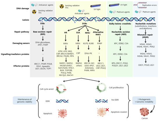 Exploiting DNA Damage Repair in Precision Cancer Therapy: BRCA1 as a ...