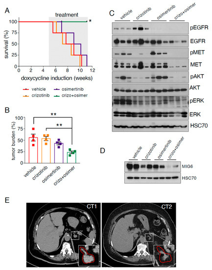 Generation and Characterization of a New Preclinical Mouse Model of ...