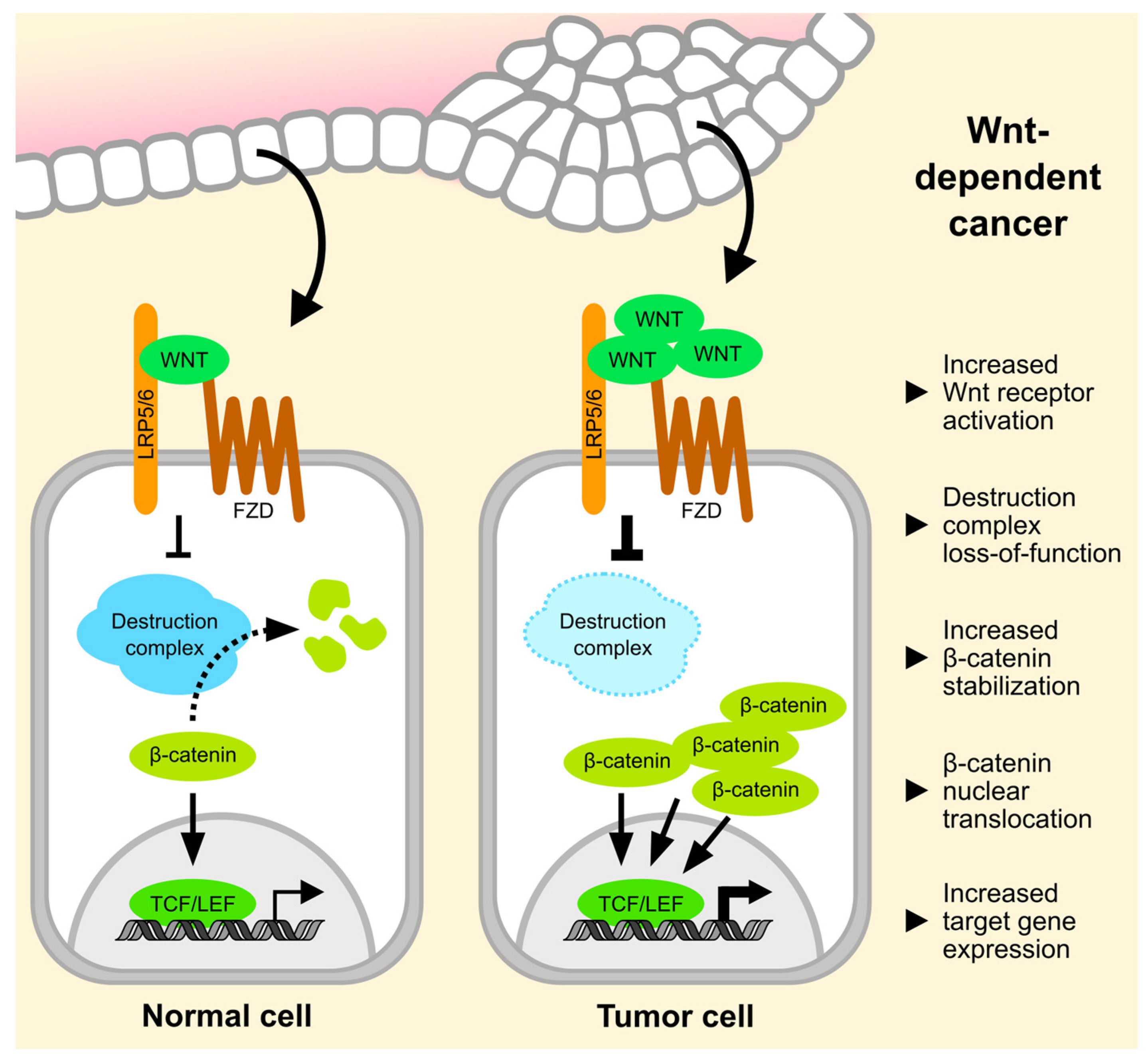 Cancers Free Full Text Regulation Of Wnt Signaling By Fox