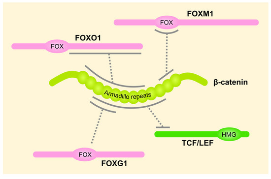 Regulation of Wnt Signaling by FOX Transcription Factors in Cancer