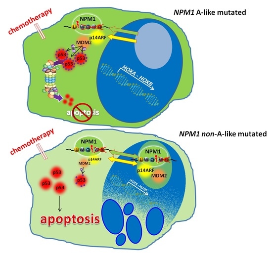 Cancers | Free Full-Text | NPM1 Mutational Status Underlines Different ...
