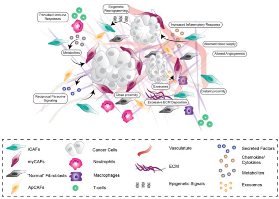 Dynamic Stromal Alterations Influence Tumor-Stroma Crosstalk to Promote ...