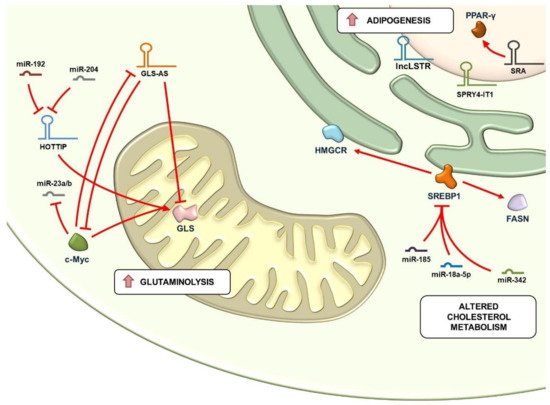 Regulation of Metabolic Reprogramming by Long Non-Coding RNAs in Cancer