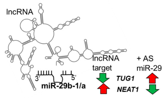 Identification and Roles of miR-29b-1-3p and miR29a-3p-Regulated and ...