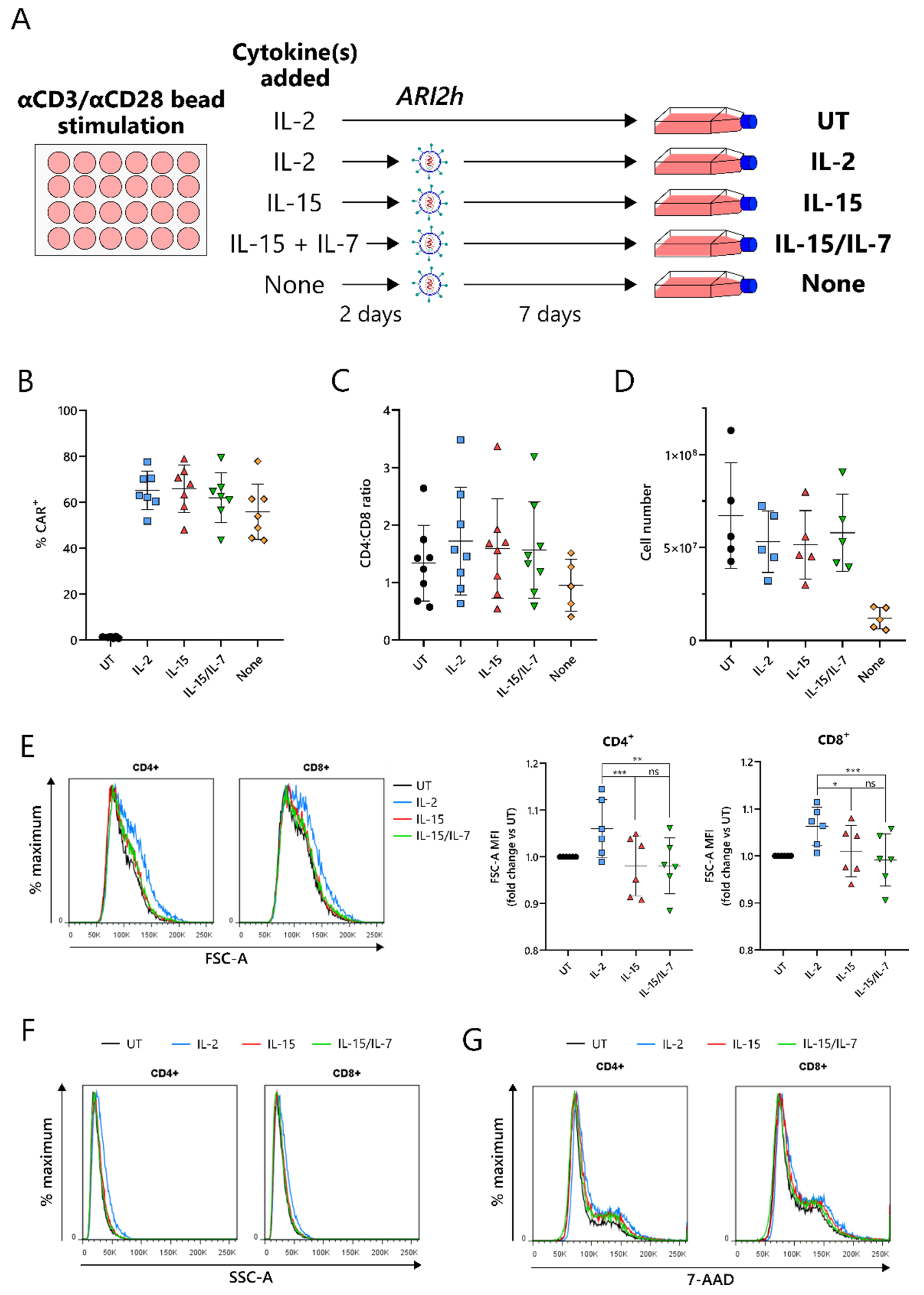 IL-15 Enhances the Persistence and Function of BCMA-Targeting CAR-T Cells Compared to IL-2 or IL ...