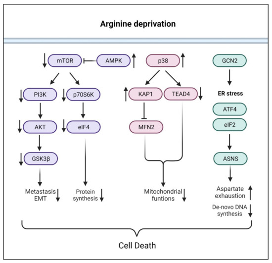 Arginine Signaling and Cancer Metabolism