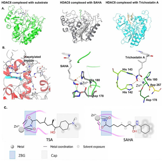 HDAC Inhibitors: Dissecting Mechanisms of Action to Counter Tumor ...