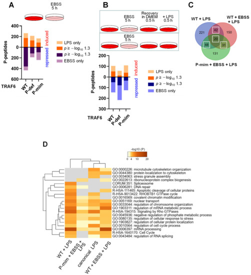 TRAF6 Phosphorylation Prevents Its Autophagic Degradation and Re-Shapes ...