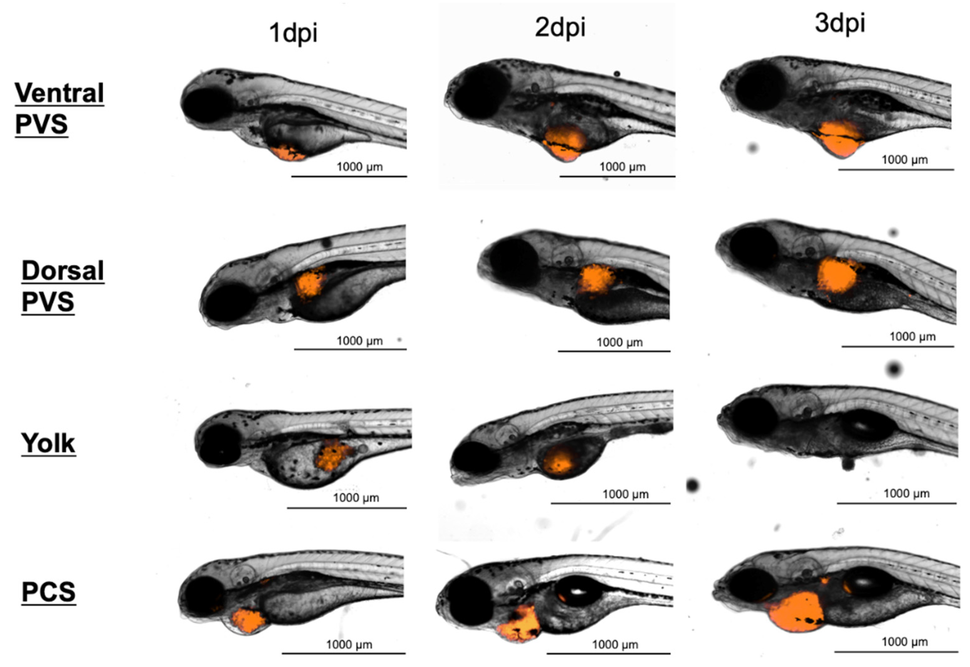 Zebrafish Embryo Injection
