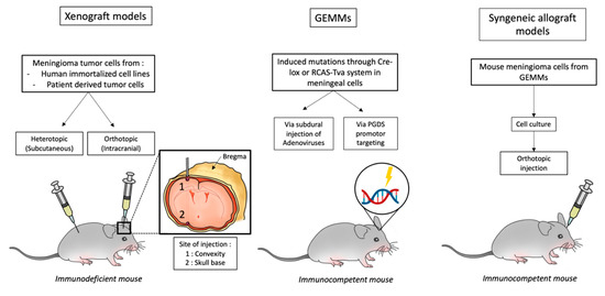 Mouse Models in Meningioma Research: A Systematic Review