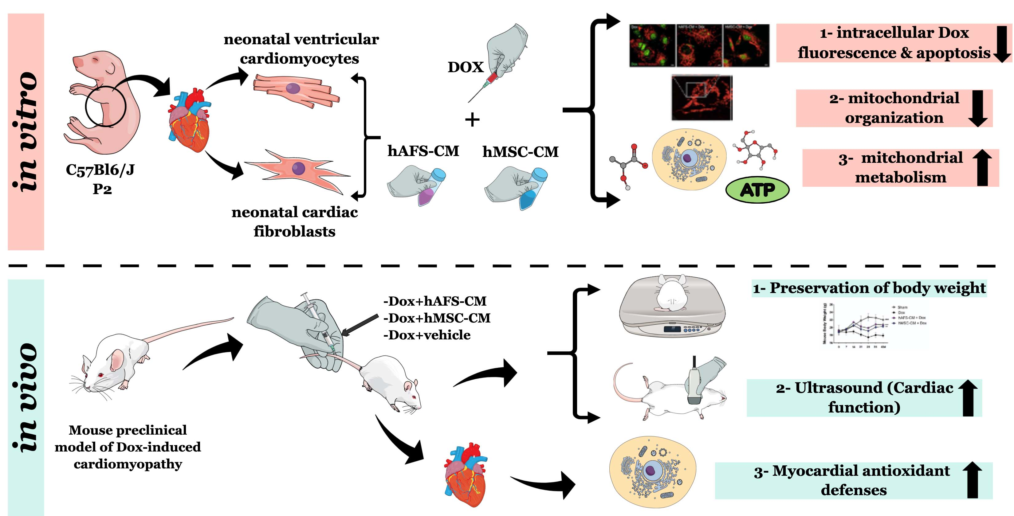 Cancers | Free Full-Text | The Human Fetal and Adult Stem Cell ...