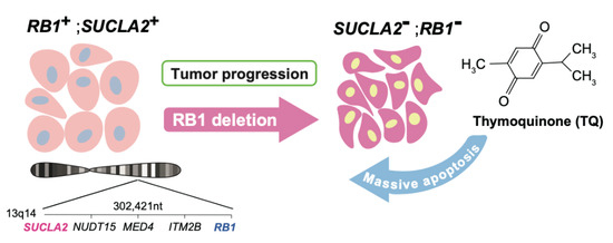 Targeting RB1 Loss in Cancers