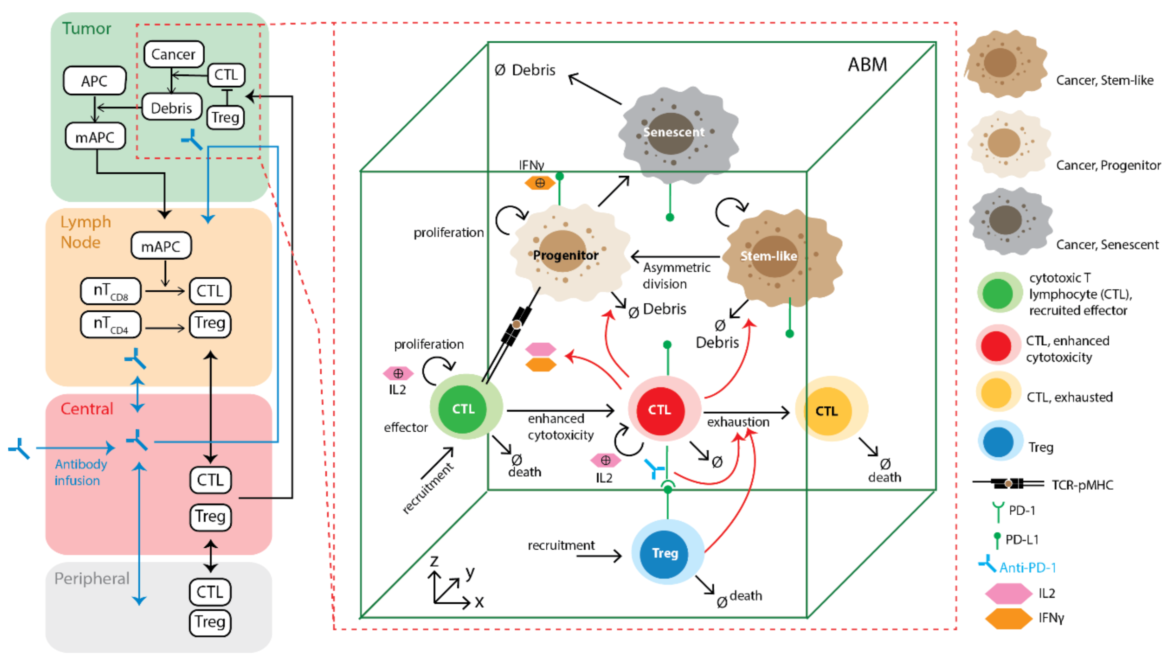 A Spatial Quantitative Systems Pharmacology Platform spQSP-IO for ...