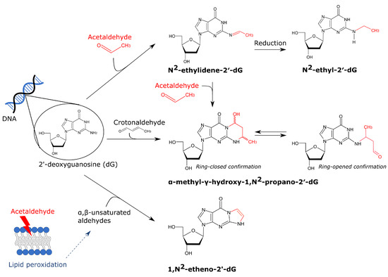 Ethanol-Induced Cell Damage Can Result in the Development of Oral Tumors
