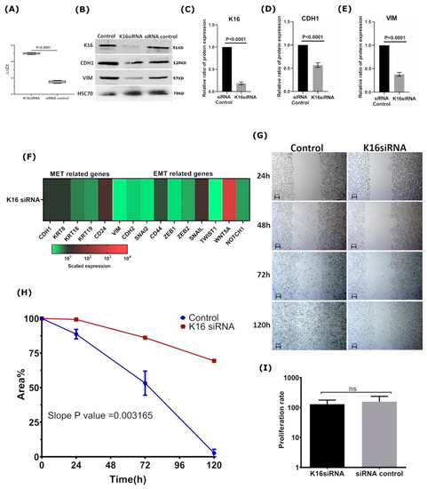 Emerging Insights into Keratin 16 Expression during Metastatic ...