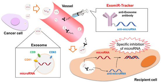 Recent Advances in the Delivery Carriers and Chemical Conjugation ...