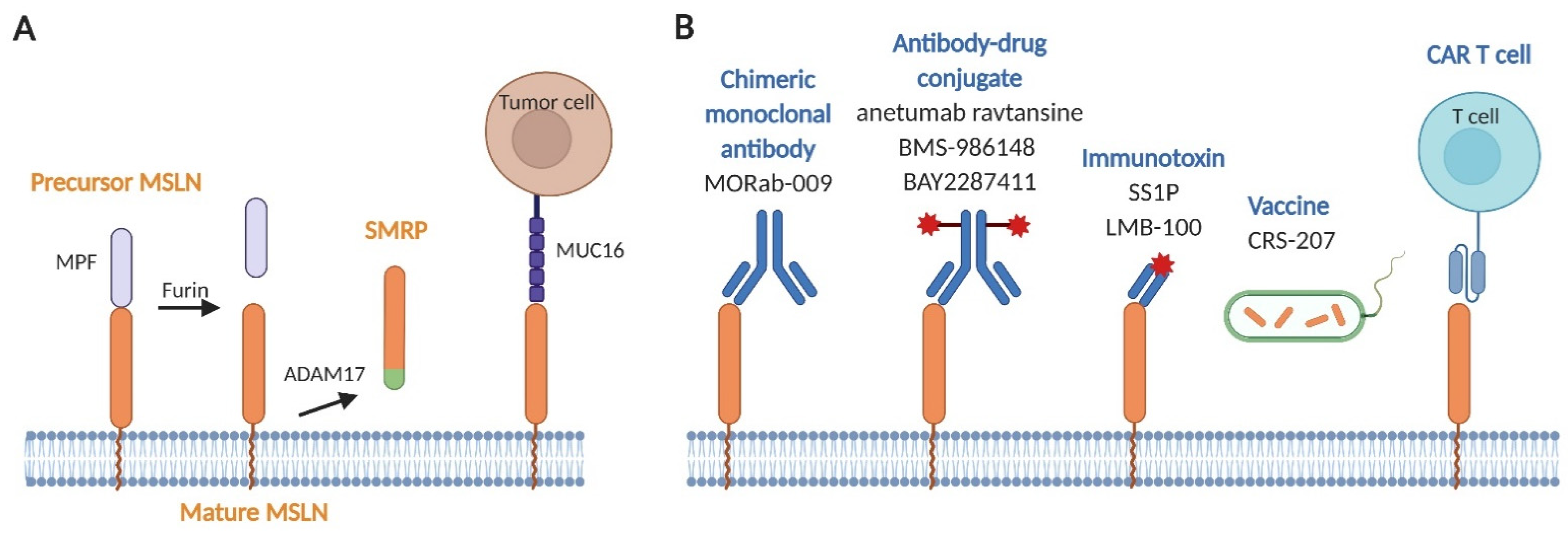 Hitting the Bull’s-Eye: Mesothelin’s Role as a Biomarker and Therapeutic Target for Malignant ...