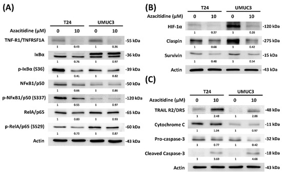 Intravesical Instillation of Azacitidine Suppresses Tumor Formation ...