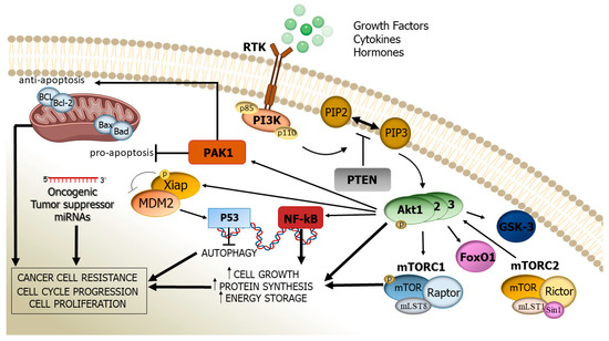 The Pathogenic Role of PI3K/AKT Pathway in Cancer Onset and Drug Resistance: An Updated Review