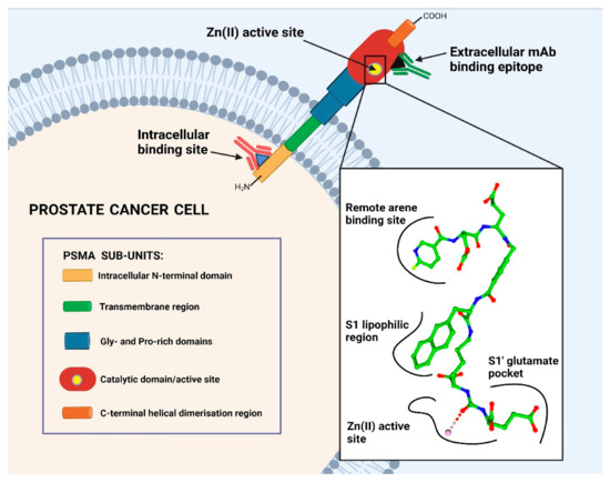 PSMA-Targeting Radiopharmaceuticals for Prostate Cancer Therapy: Recent ...