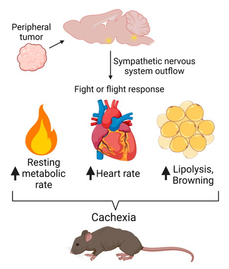Neural Mechanisms of Cancer Cachexia