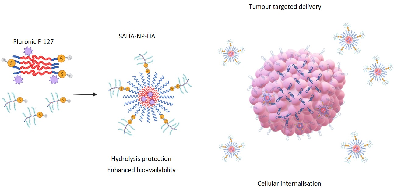 Cancers | Free Full-Text | Hyaluronic Acid-Functionalized Nanomicelles ...