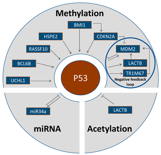 Epigenetic Alterations Upstream and Downstream of p53 Signaling in Colorectal Carcinoma