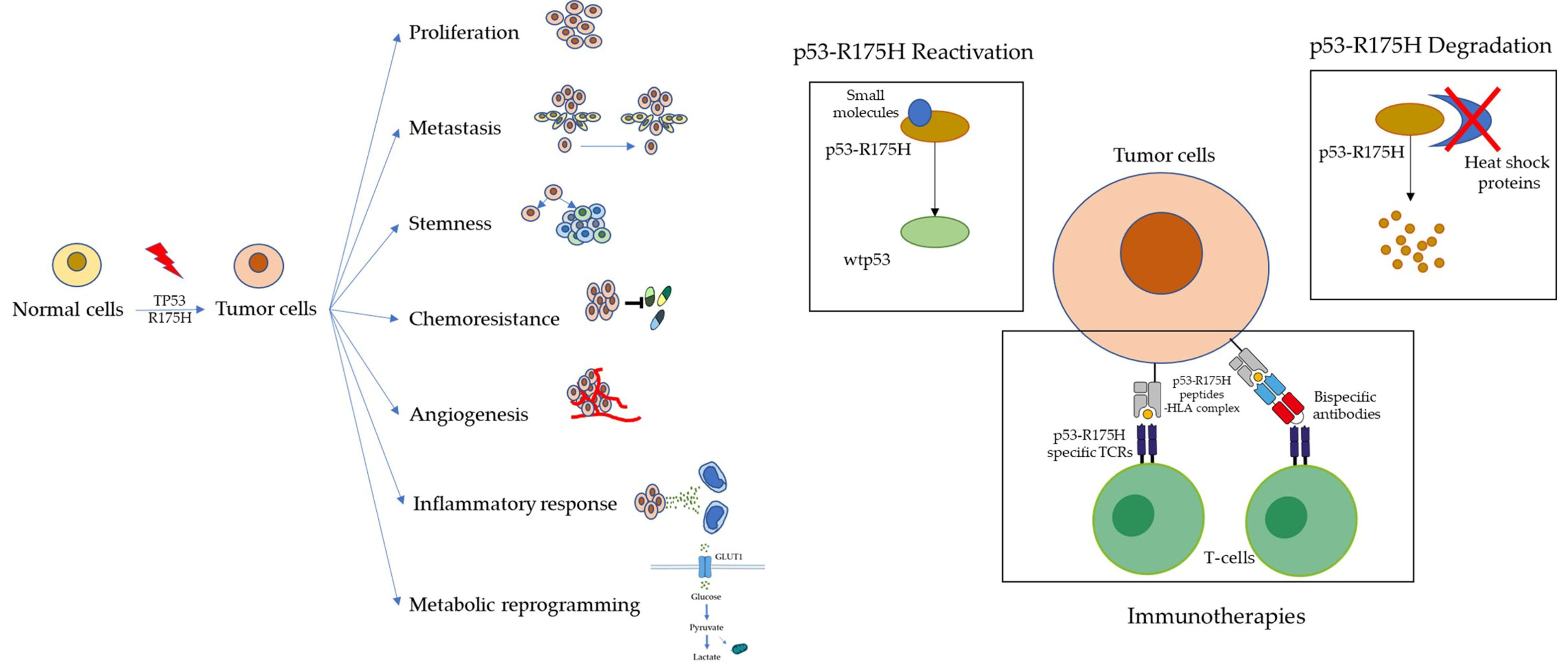Cancers | Free Full-Text | The Function of the Mutant p53-R175H in Cancer