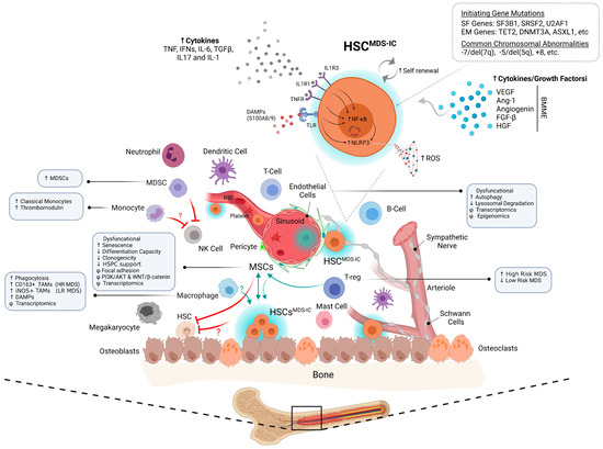 Nature or Nurture? Role of the Bone Marrow Microenvironment in the ...