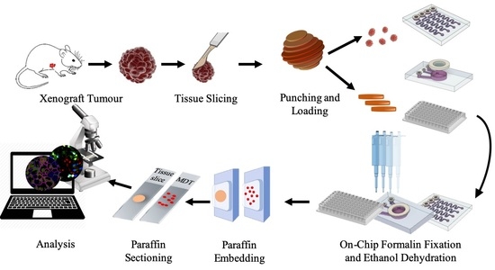 Cancers | Free Full-Text | Microdissected Tissue vs Tissue Slices—A ...